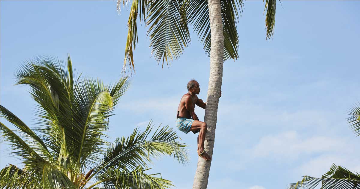 Toddy Tapping, Soul Sri Lanka, Tour Company in Colombo, Holiday and ...