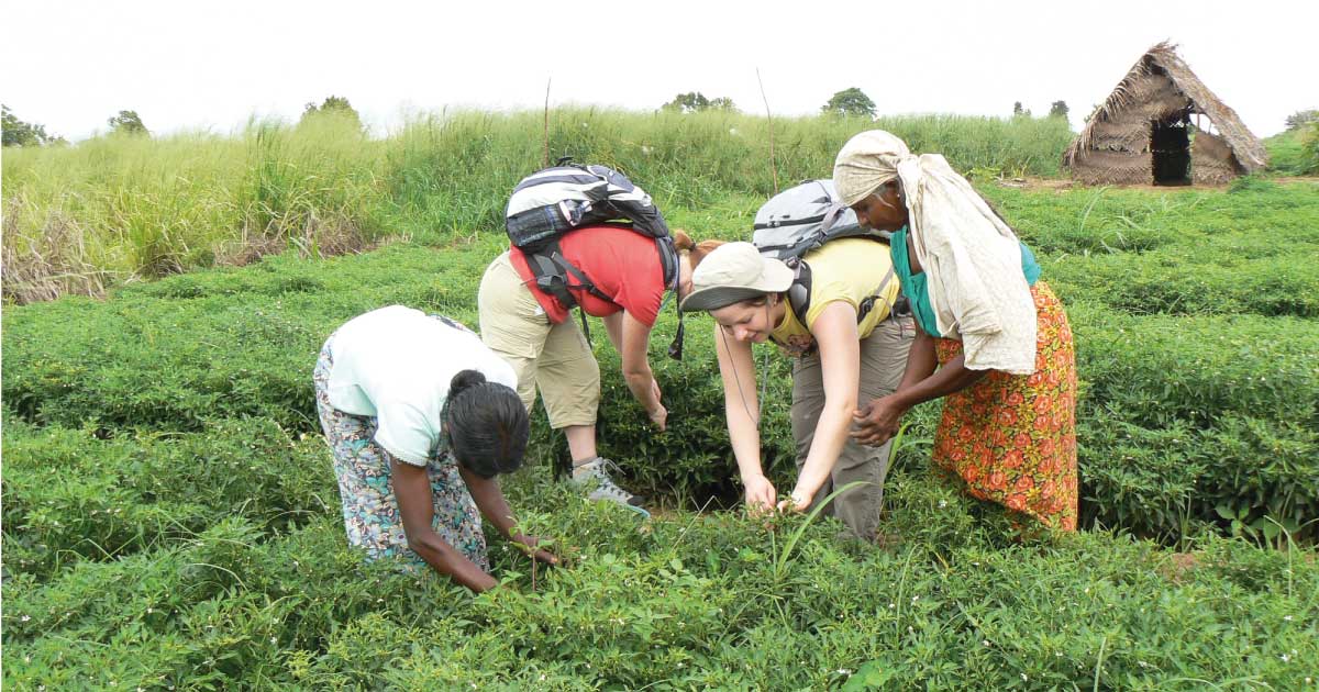 Visit a Chena Farm, Soul Sri Lanka, Tour Company in Colombo, Holiday ...